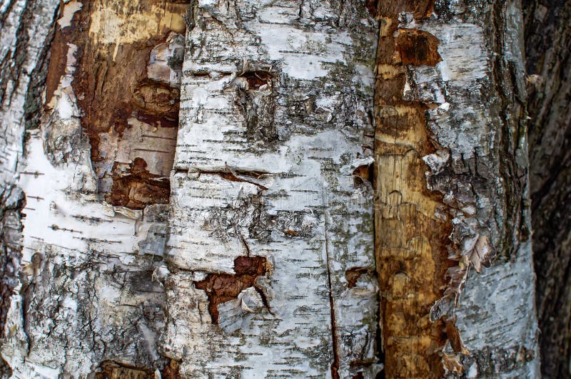 Madera de abedul textura imagen de archivo. Imagen de abedul - 246550769