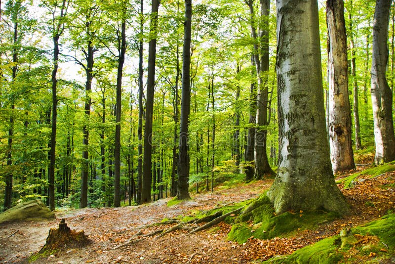 Madera de haya foto de archivo. Imagen de bosques, oscuro - 21871482