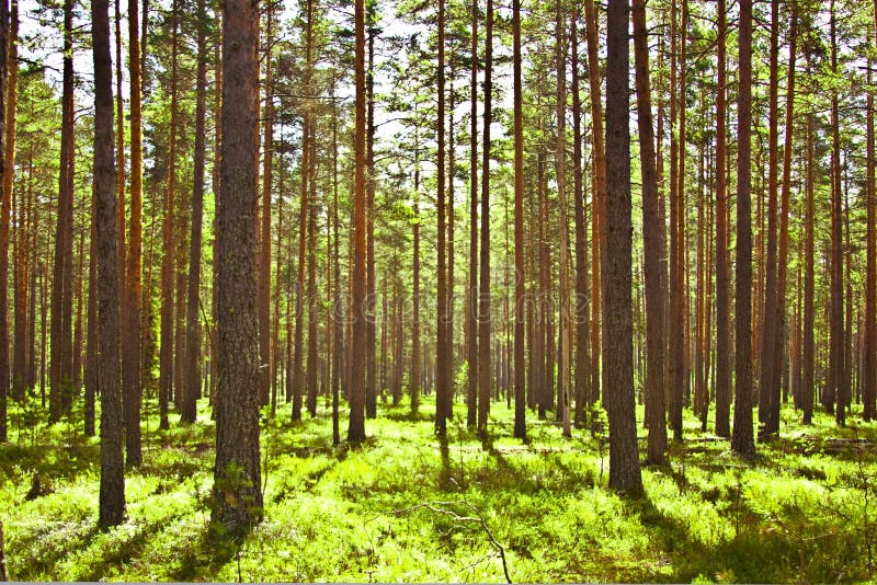 Madera de la avaricia imagen de archivo. Imagen de crecimiento - 11008755