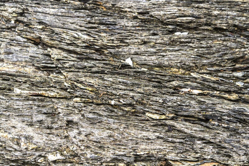 Madera De La Deriva En Ketchikan Alaska Foto de archivo - Imagen de ...