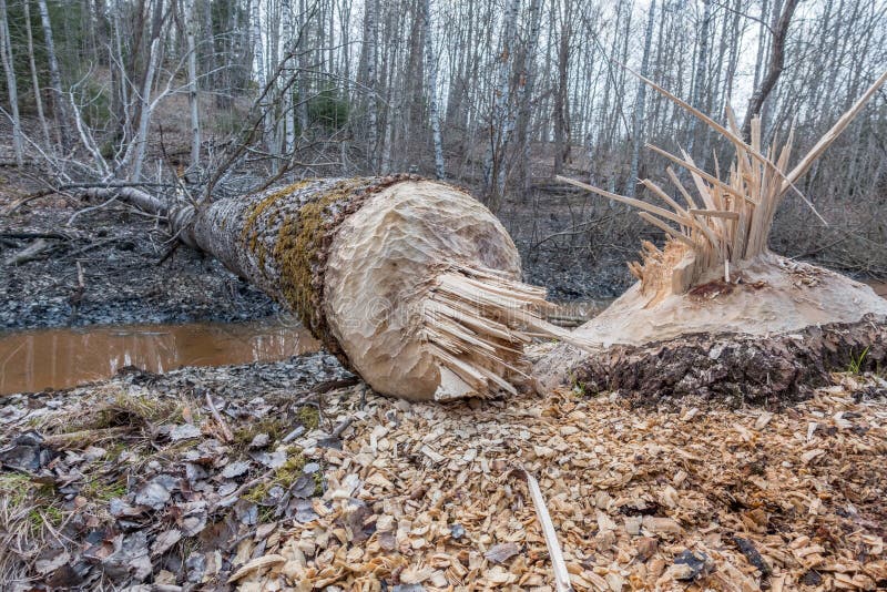 Madera del castor imagen de archivo. Imagen de bosque - 106518613