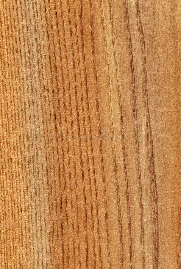 Madera de olmo americano foto de archivo. Imagen de detalle - 6286772