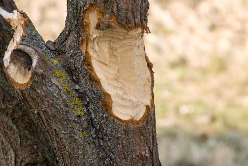 Madera Empujada Con Un Castor Imagen de archivo - Imagen de escarchado ...