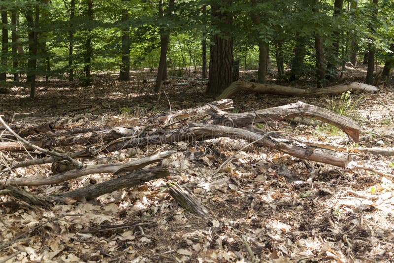 Madera en bosque imagen de archivo. Imagen de musgo, madera - 82764831