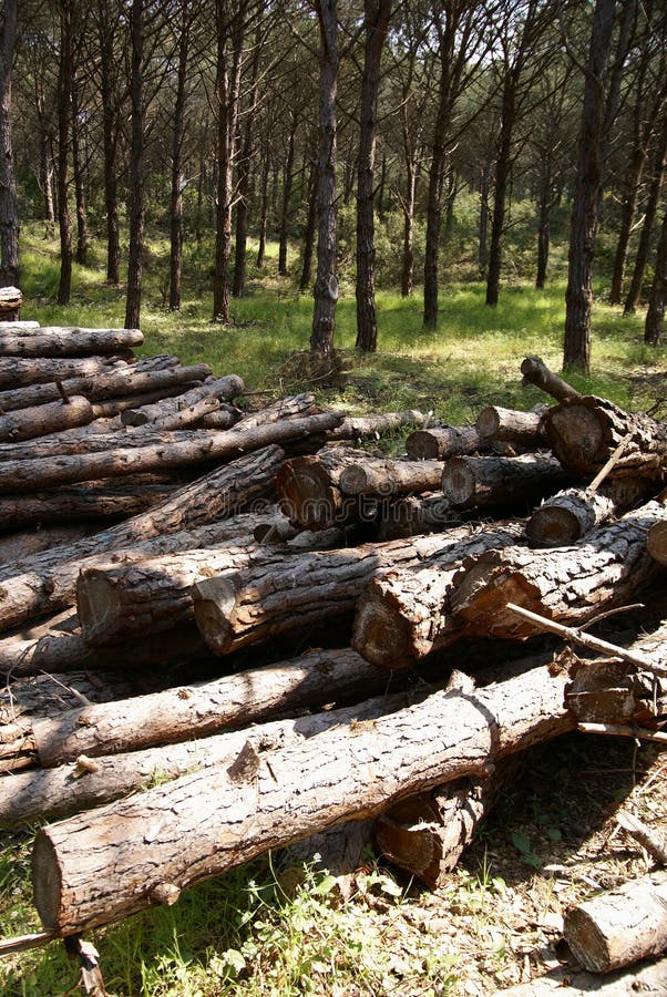 Madera en bosque imagen de archivo. Imagen de cubo, italia - 9325003