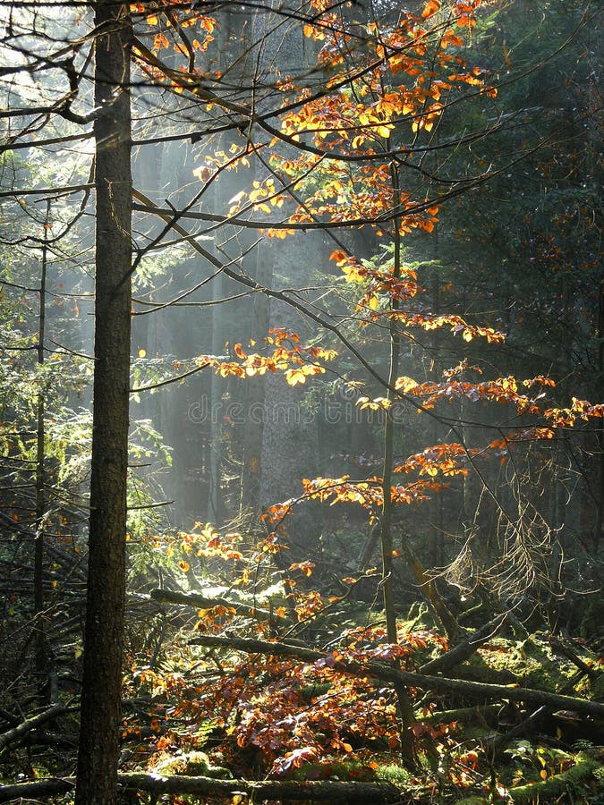 Madera o bosque colorida imagen de archivo. Imagen de colores - 3853203