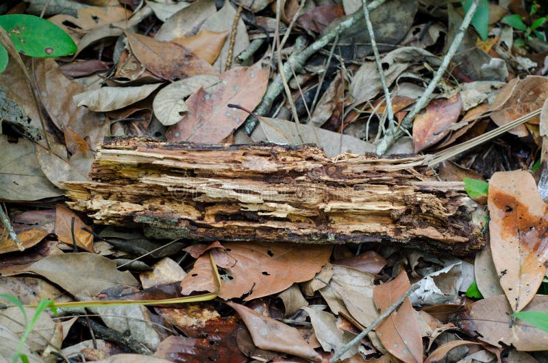 Madera putrefacta foto de archivo. Imagen de modelo, hoja - 32409832