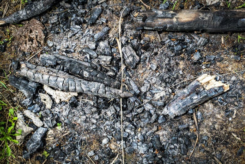 Textura De Madera Quemada Cerca, Primer, Madera Desnuda Imagen de ...