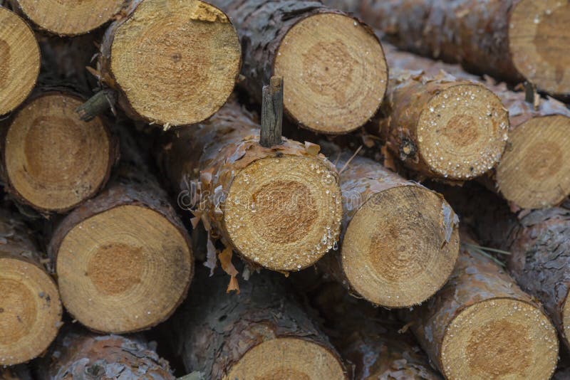 Madera redonda de madera foto de archivo. Imagen de derribado - 132953594
