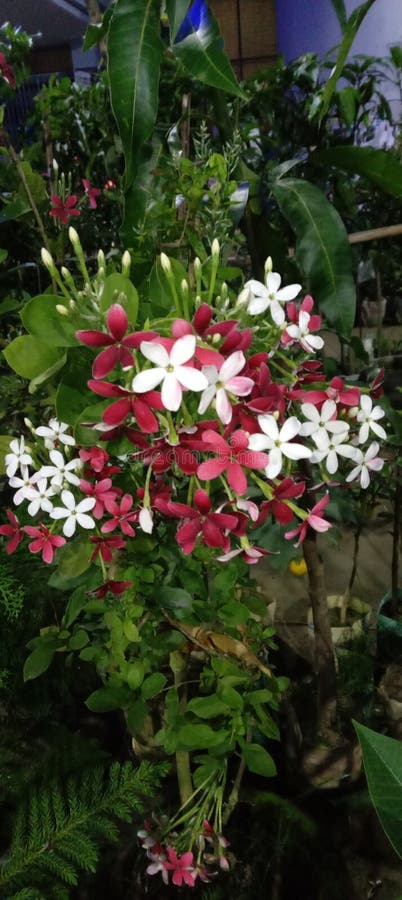 Madhobi Lota Stock Photos - Free & Royalty-Free Stock Photos from ...