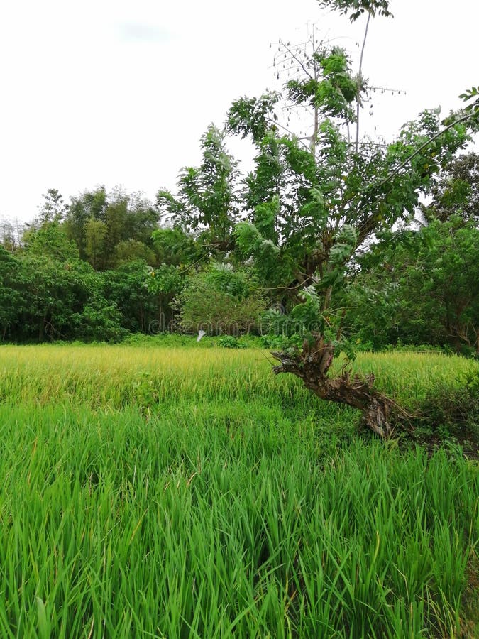 Madre De Cacao Leaves on Branches in Farmland Stock Image - Image of ...