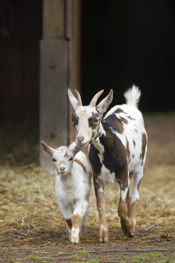 Madre Della Capra Con Il Bambino Immagine Stock - Immagine di mammifero ...