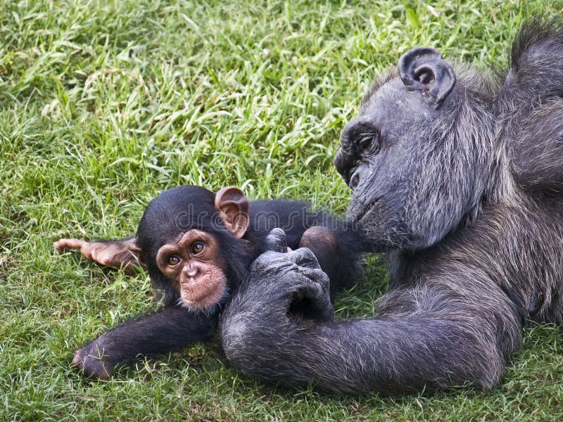 Madre Del Chimpancé Que Sienta Y Que Protege a Su Niño Donde Están ...