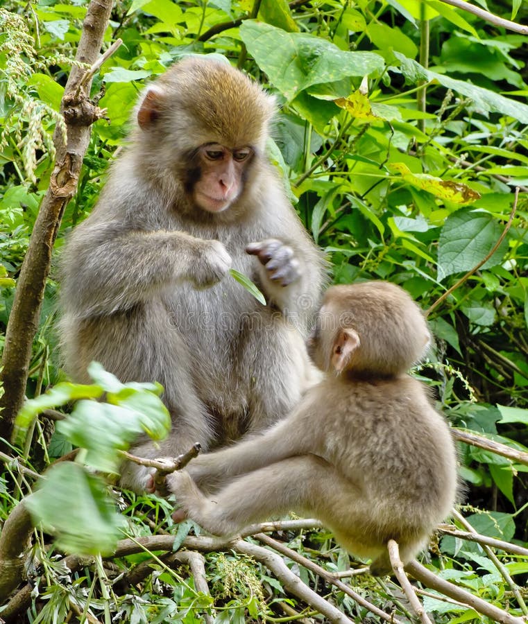 Madre Y Bebé Japoneses Del Macaque Foto de archivo - Imagen de salvaje ...