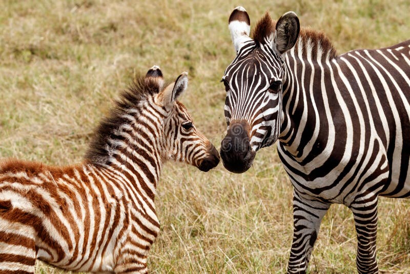 Madre y potro de la cebra foto de archivo. Imagen de materno - 84092632