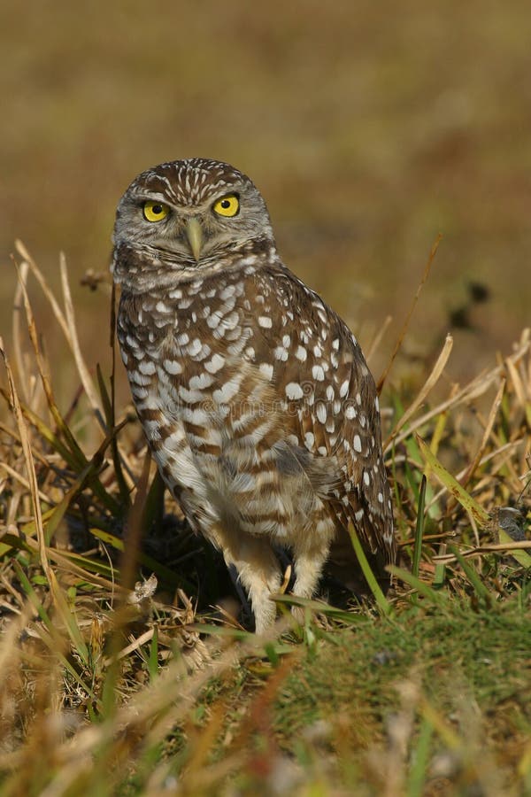 Buho Enano Austral, Patagonia, La Argentina Foto de archivo - Imagen de ...