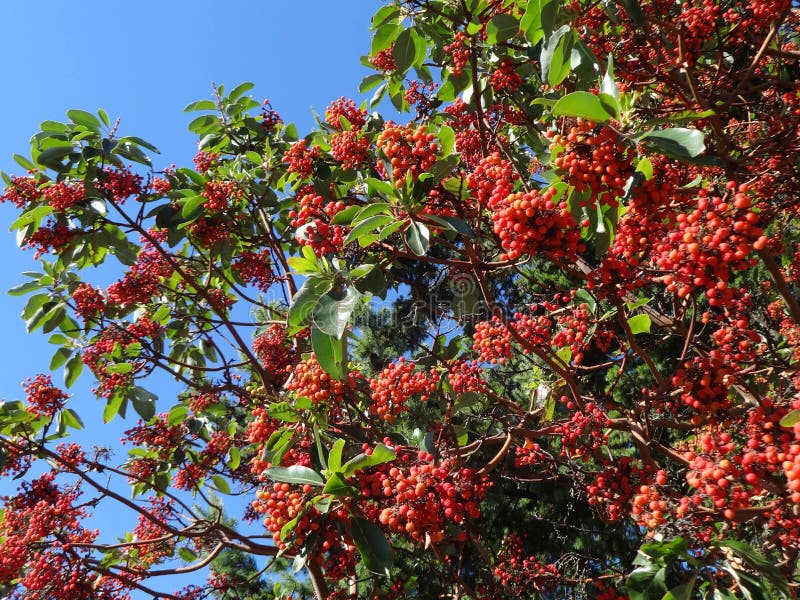 Madrona Fruits stock photo. Image of berries, island - 62689102