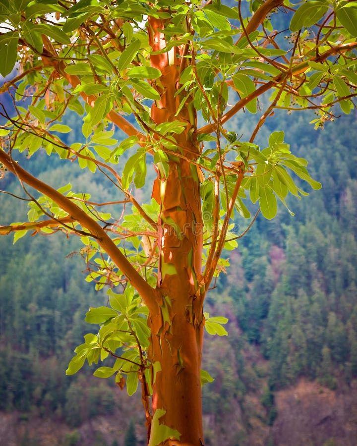 Madrona tree stock image. Image of plant, tree, foliage - 6103999