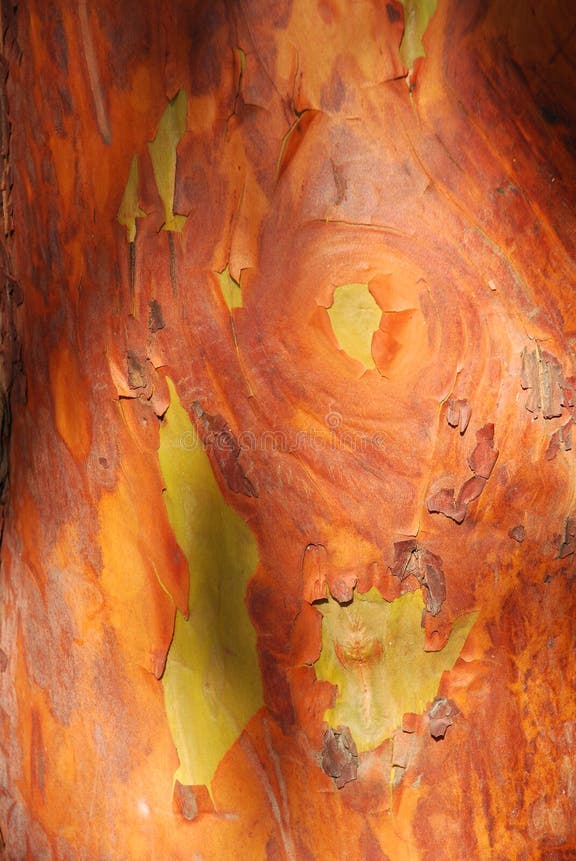 Madrona Tree Bark Closeup of Texture Stock Image - Image of shading ...