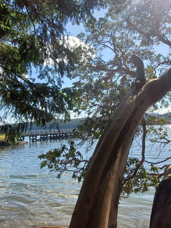 Madrona trees by the water stock image. Image of nature - 271701455