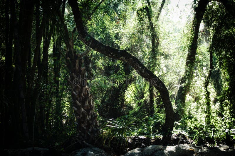 Bosque Subtropical Y Barandilla De Bambú Imagen de archivo - Imagen de ...