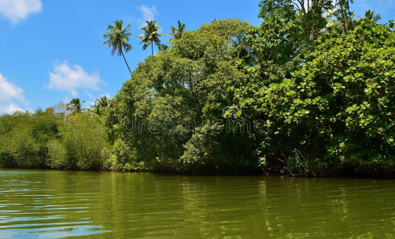 Madu Ganga River in Sri Lanka Stock Image - Image of madu, bridge ...