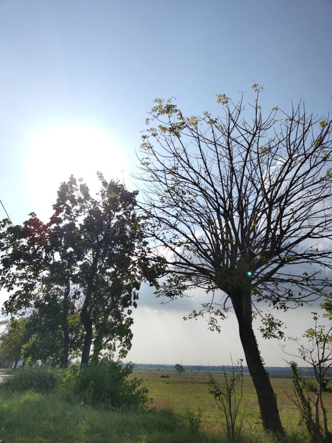 Madura Island Tree in Hot Weather Stock Image - Image of island, madura ...