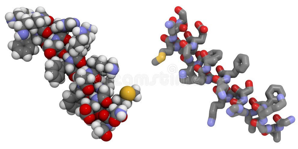 Magainin 2 Peptide Molecule Stock Illustration - Illustration of ...