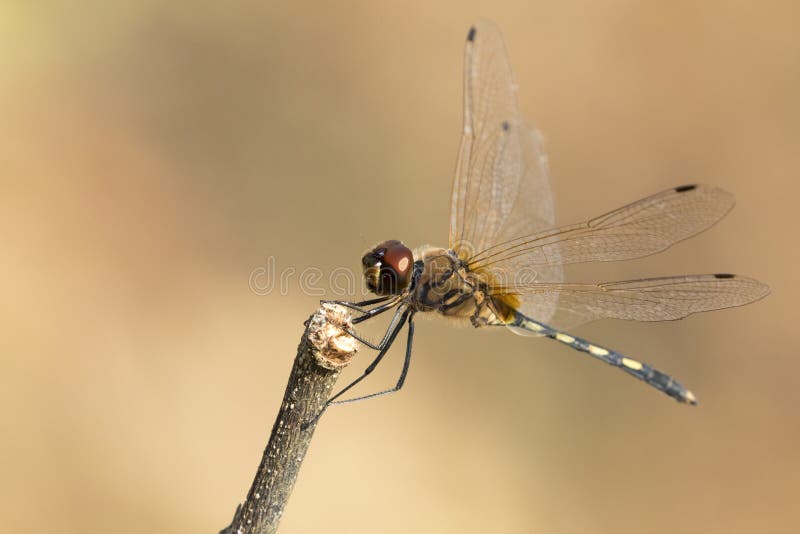 Mage of Dragonfly Perched on a Tree Branch. Stock Image - Image of ...