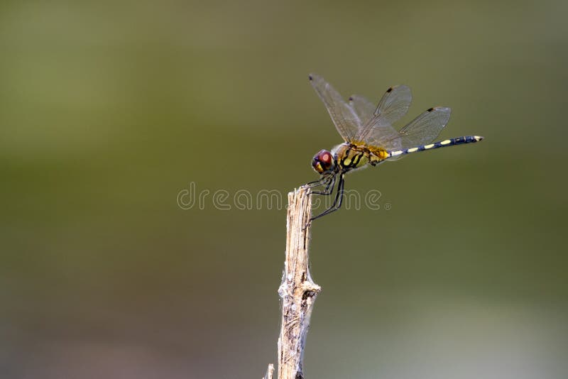 Mage of Dragonfly Perched on a Tree Branch. Stock Image - Image of ...