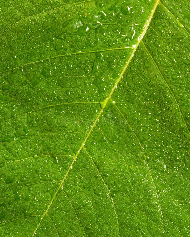 Mage of Leaf with Droplet Close Up Stock Image - Image of botany, green ...