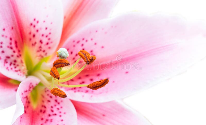 Mage of the Single White Lily Flower Stock Photo - Image of colorful ...