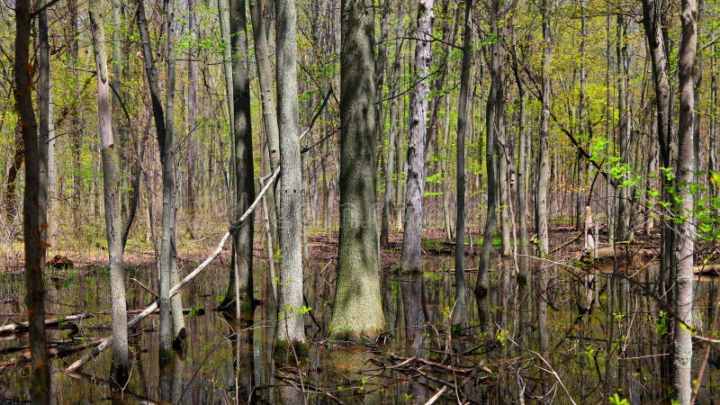 Magee marsh in Ohio stock photo. Image of national, magee - 153133534