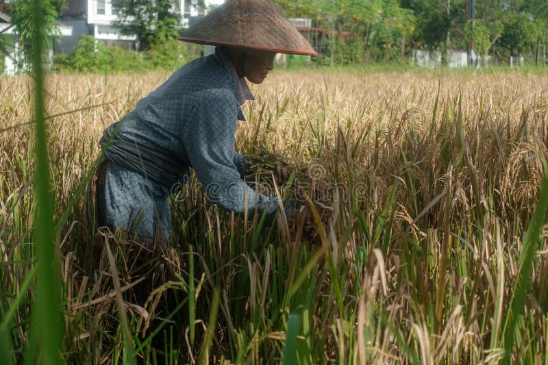 03.06.2023 Magelang Central Java Indonesia, a Farmer Harvesting Paddy ...