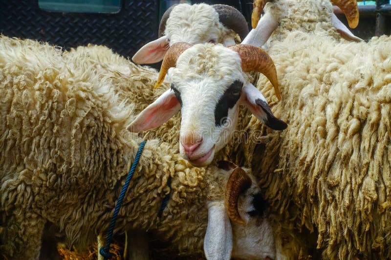 Magelang, Central Java , Indonesia, 06/15/2023 , Pictures of Goat and ...