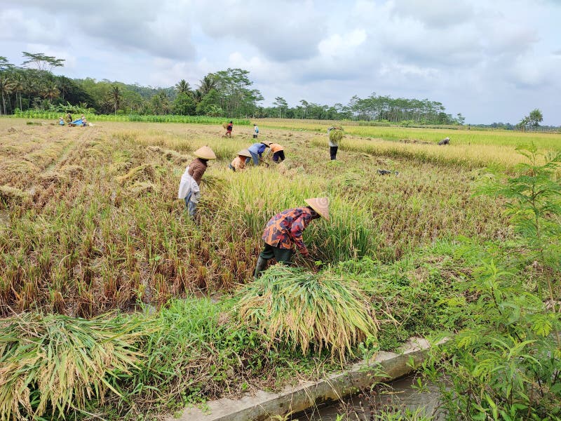 Magelang, November 15, 2021. a Group of Agricultural Workers are ...