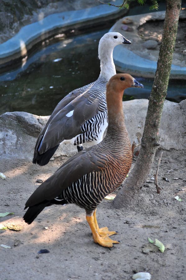Magellan Goose (Chloephaga Picta) Stock Photo - Image of swan, animal ...