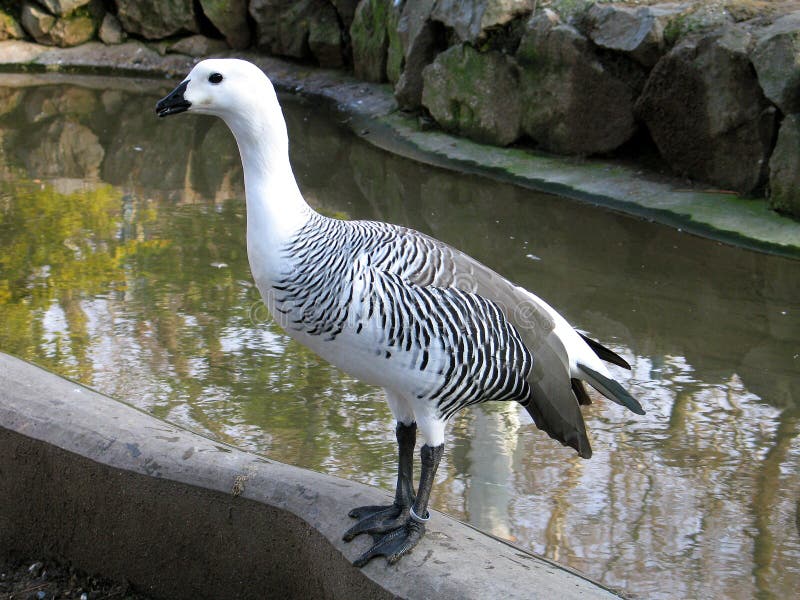 Magellan Goose (Chloephaga Picta) Stock Image - Image of shorebird ...
