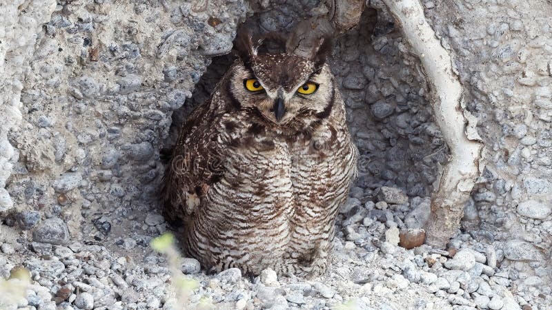 Magellanic Owl Looking at You Stock Image - Image of fauna, camera ...