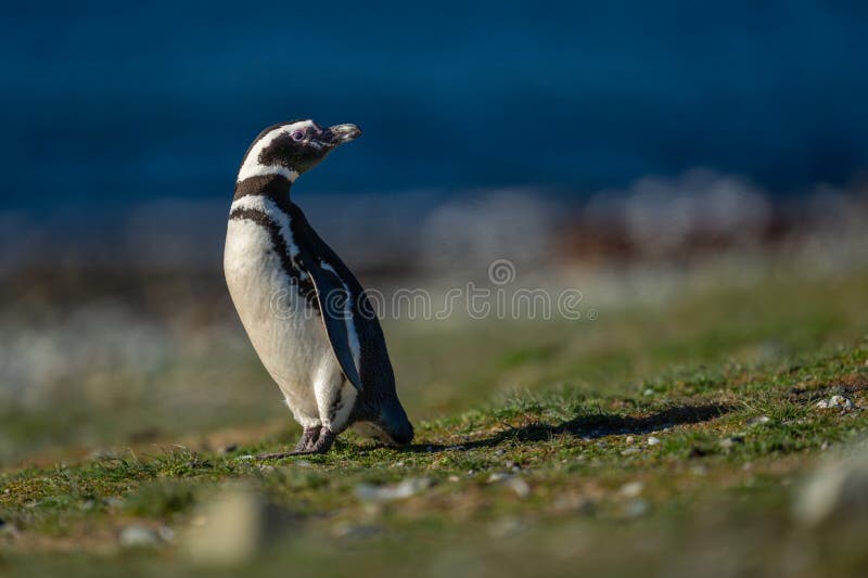 Magellanic Penguin Casts Shadow on Grassy Slope Stock Photo - Image of ...