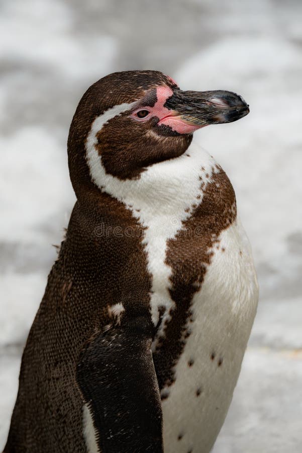Magellanic Penguin Portrait, Spheniscus Magellanicus Stock Photo ...