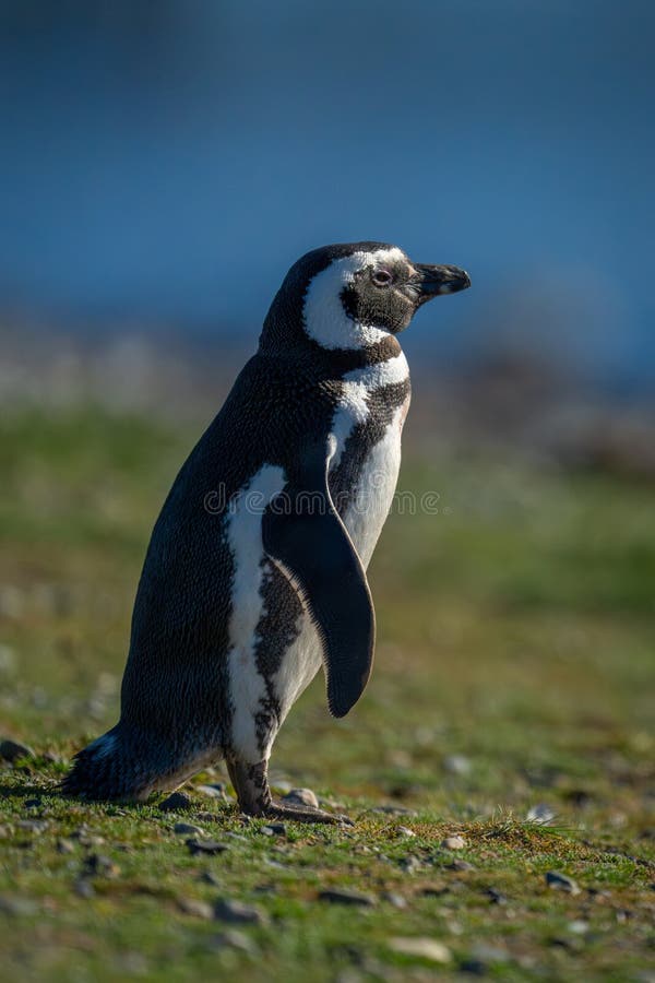 Magellanic Penguin in Profile on Grass Slope Stock Photo - Image of ...