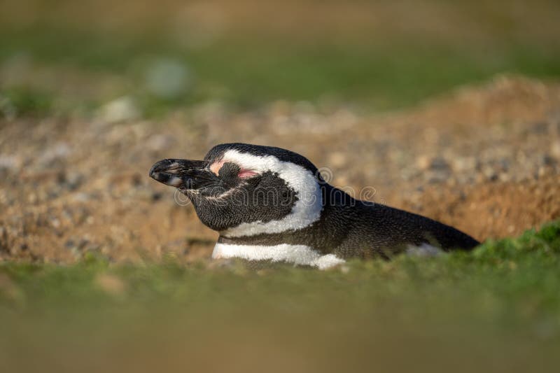 Magellanic Penguin Sleeping in Burrow in Grass Stock Photo - Image of ...