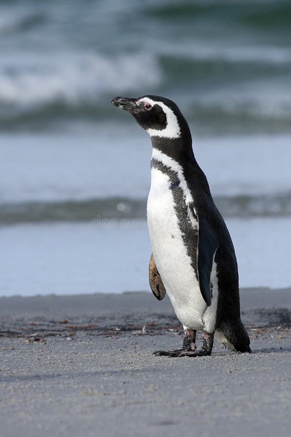 Magellanic Penguin (Spheniscus Magellanicus) Stock Image - Image of ...