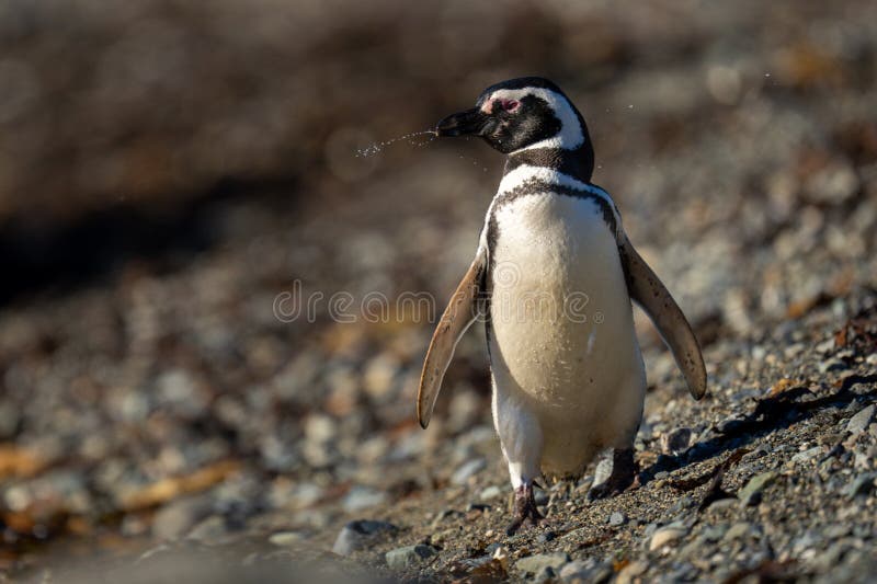 Magellanic Penguin Walks Toward Camera Shaking Head Stock Photo - Image ...