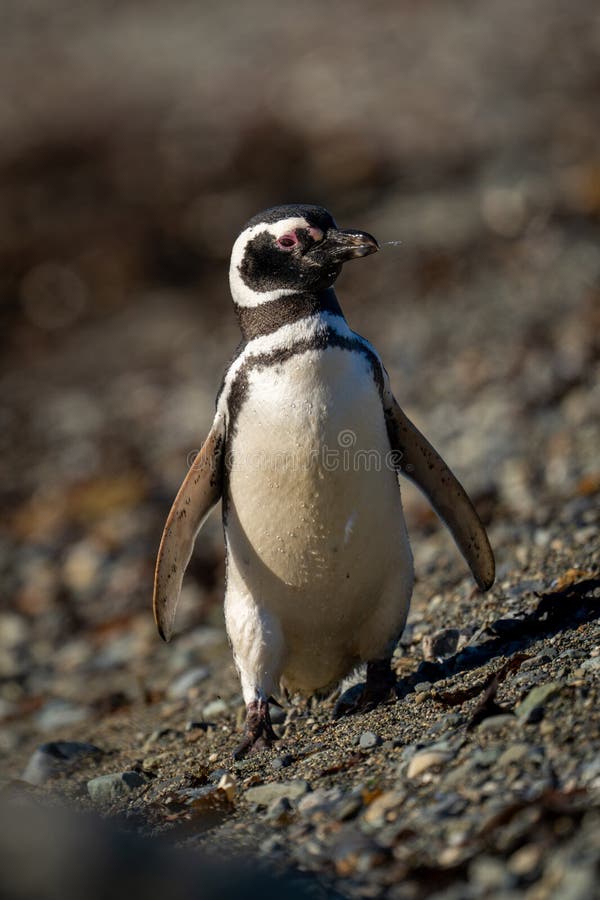 Magellanic Penguin Walks Towards Camera Shaking Head Stock Photo ...