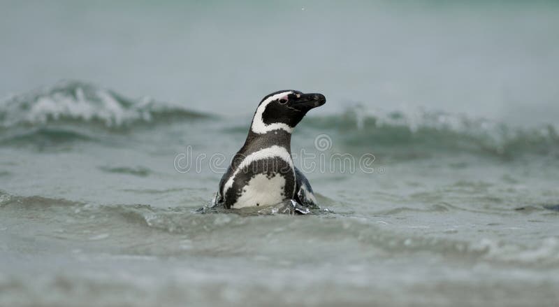 Magellanic Penguin in the Waves Stock Image - Image of penguin, nature ...