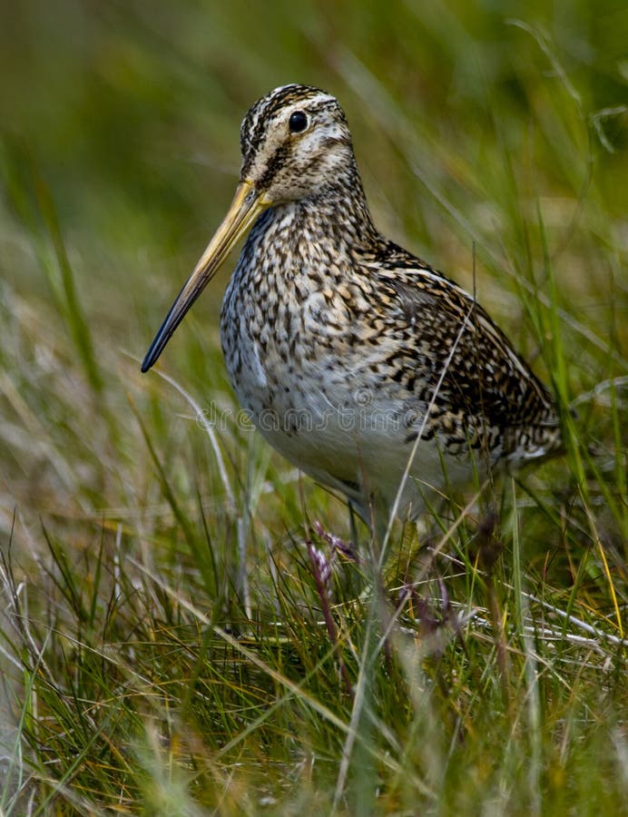 Magellanic Snipe stock image. Image of bird, snipe, long - 12558599