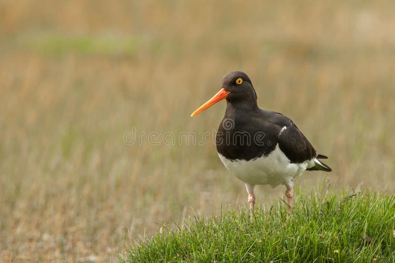 Strandskata fotografering för bildbyråer. Bild av massage - 55982481