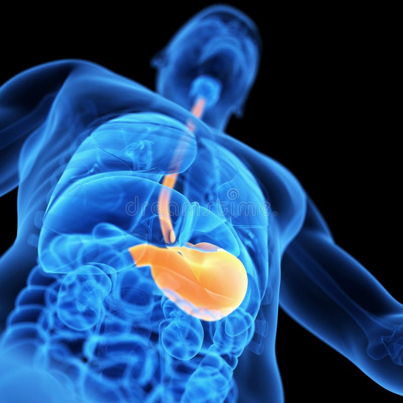 Magen Stock Illustrationer, Vektorer, & Clipart – (4,520 Stock ...